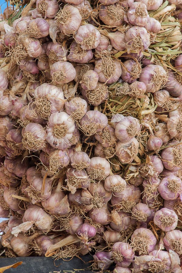Division of Garlic stock image. Image of garden, freshness - 54281593