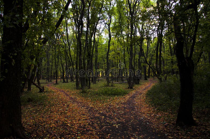 Autumn Forest With Two Paths Stock Photo - Image of grass, landscape ...