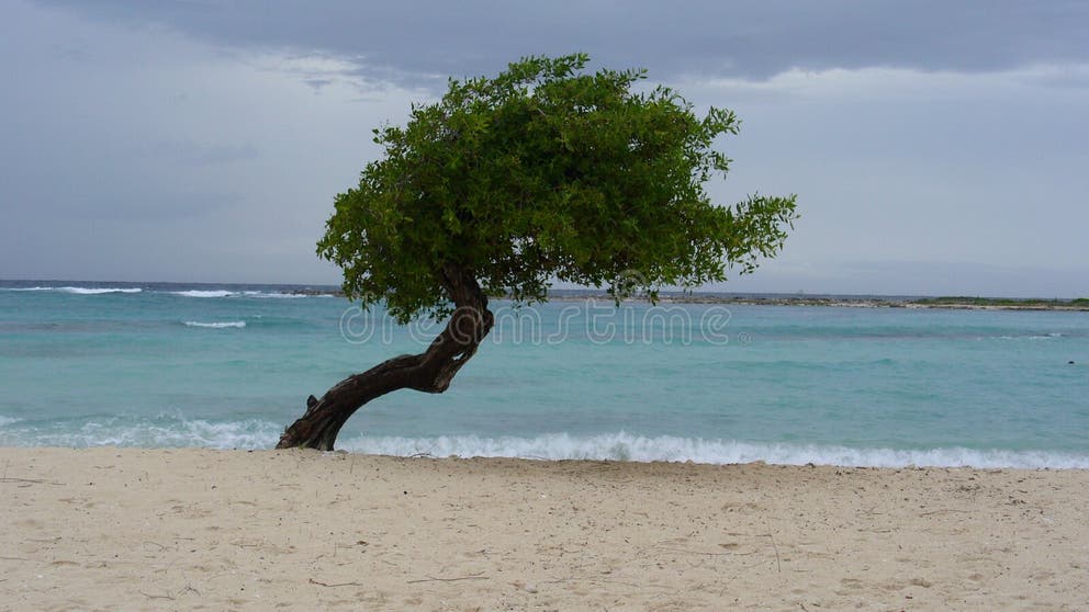Divy Tree stock image. Image of sand, tropical, waves - 46315119