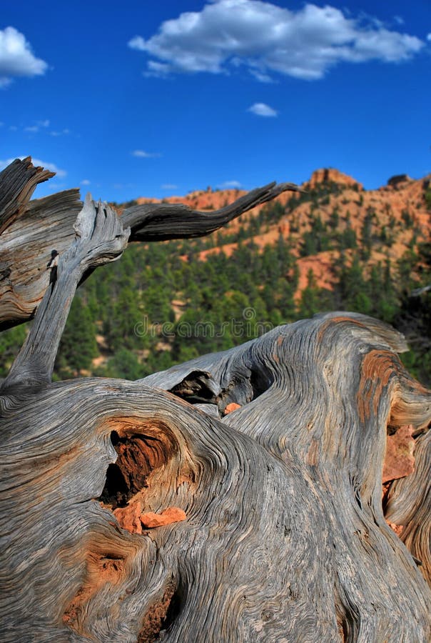 Dixie, National Forest, Arizona, Usa Stock Image - Image of tourism ...