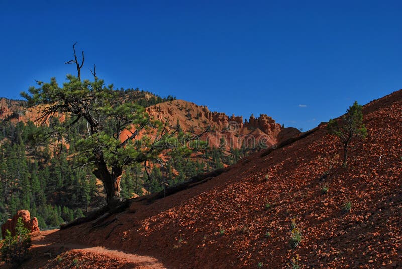 Dixie, National Forest, Arizona, Usa Stock Photo - Image of river ...