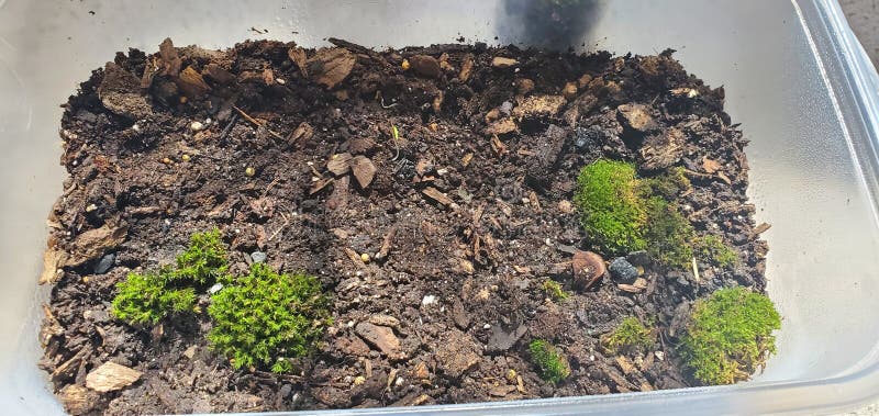 Diy Moss garden stock image. Image of moss, cottagecore - 191453487