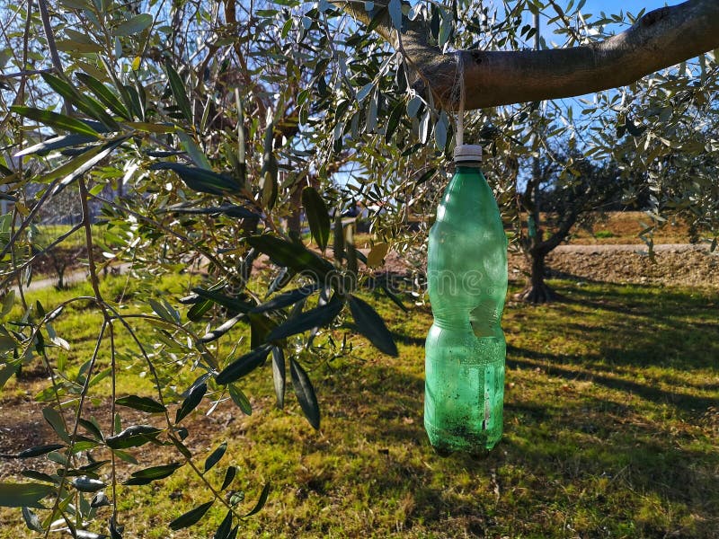 DIY organic olive fly trap stock photo. Image of ecological - 172390510