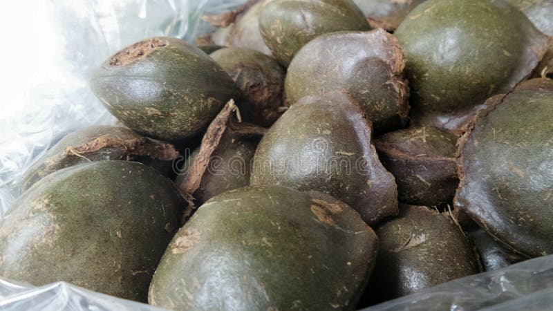 Djenkol Bean Fruit for Thailand Southern Cooking Stock Image - Image of ...