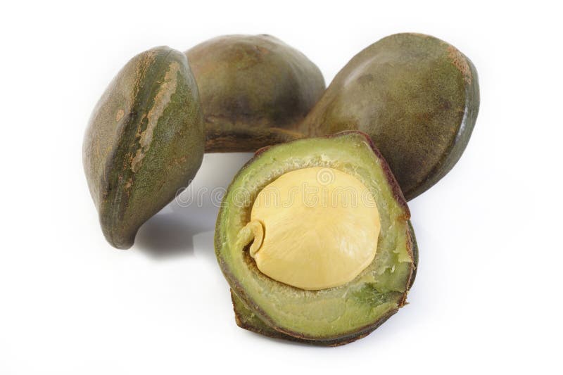 Djenkol Bean Fruit for Thailand Southern Cooking Stock Image - Image of ...