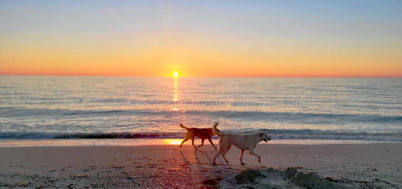 Djerba Dogs on the Beach at Sunrise Stock Image - Image of sand ...