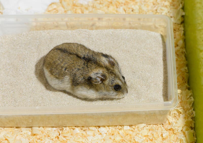 The Djungarian Dwarf Hamster is in the Bathing Sand in Its Cage Stock ...