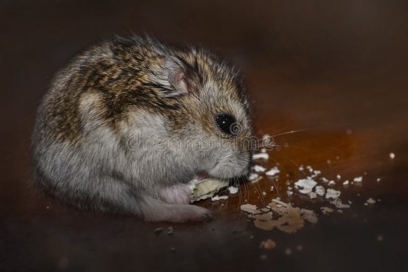 Hamster chewing bake stock image. Image of food, length - 49067339
