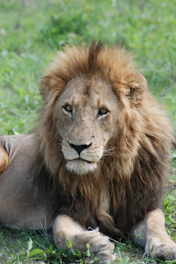 Äldre vitt lejon arkivfoto. Bild av sittande, huvud, isolerat - 46770642