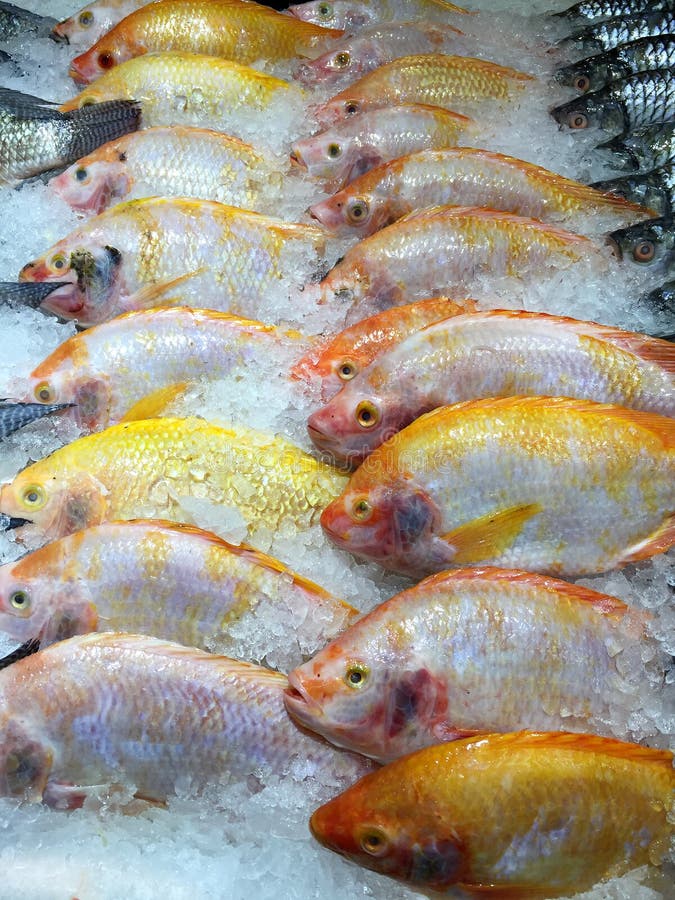 Djupfrysta Gula Nile Tilapia Fish Fotografering för Bildbyråer - Bild ...