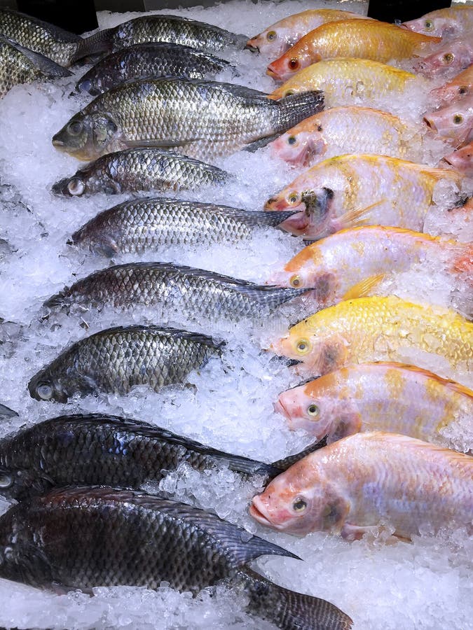 Djupfrysta Gula Nile Tilapia Fish Fotografering för Bildbyråer - Bild ...