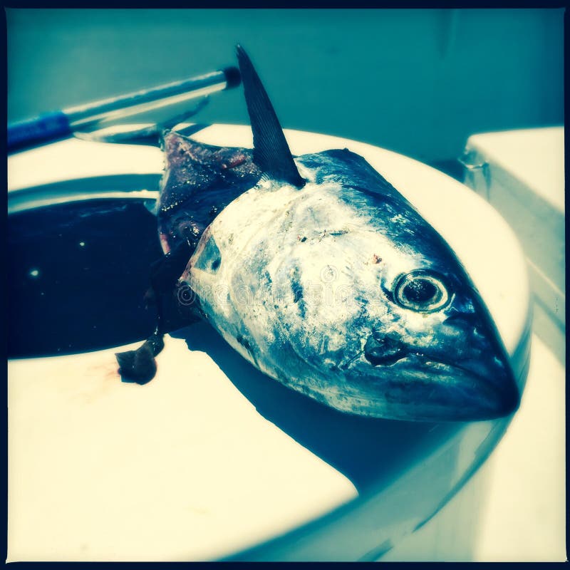 Djupt fiskehav fotografering för bildbyråer. Bild av vatten - 78199387