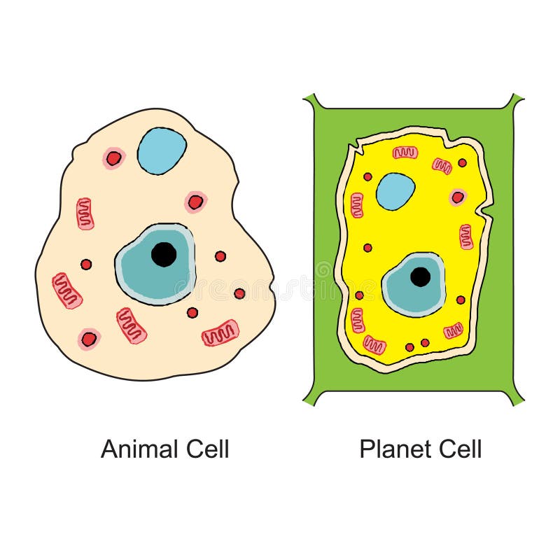 Djur cell och växtcell stock illustrationer. Illustration av biologi ...