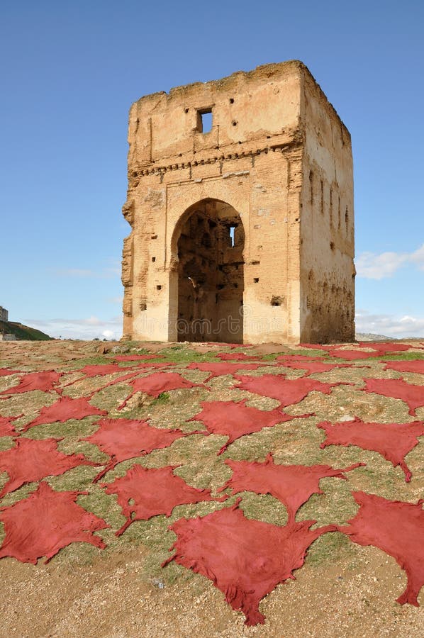 Djur färgade hudar arkivfoto. Bild av färga, angus, vertikalt - 7681250