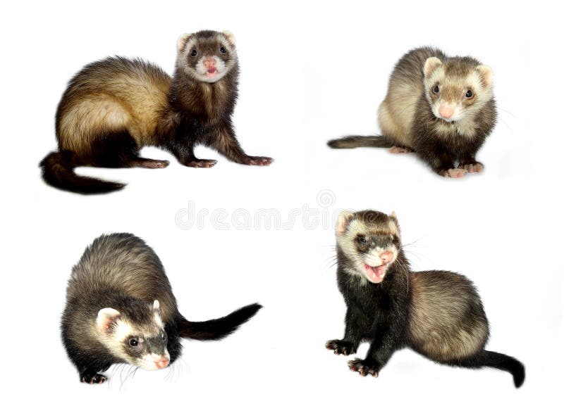 Djur isolerade litet arkivfoto. Bild av vessla, nyfiket - 1381266