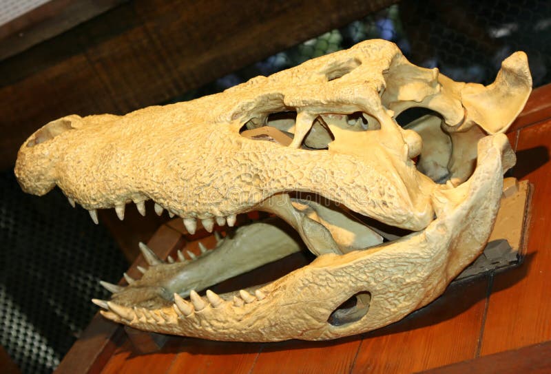 Djur skalle fotografering för bildbyråer. Bild av köttätare - 9314171