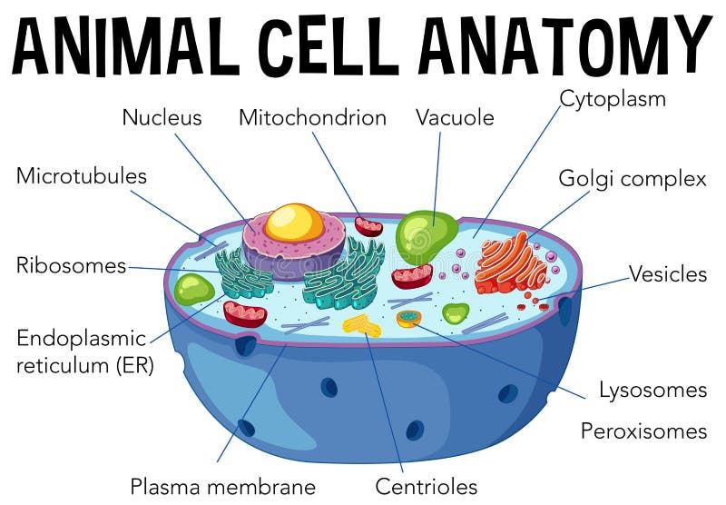 Anatomi Biologidiagram För Djurceller Vektor Illustrationer ...