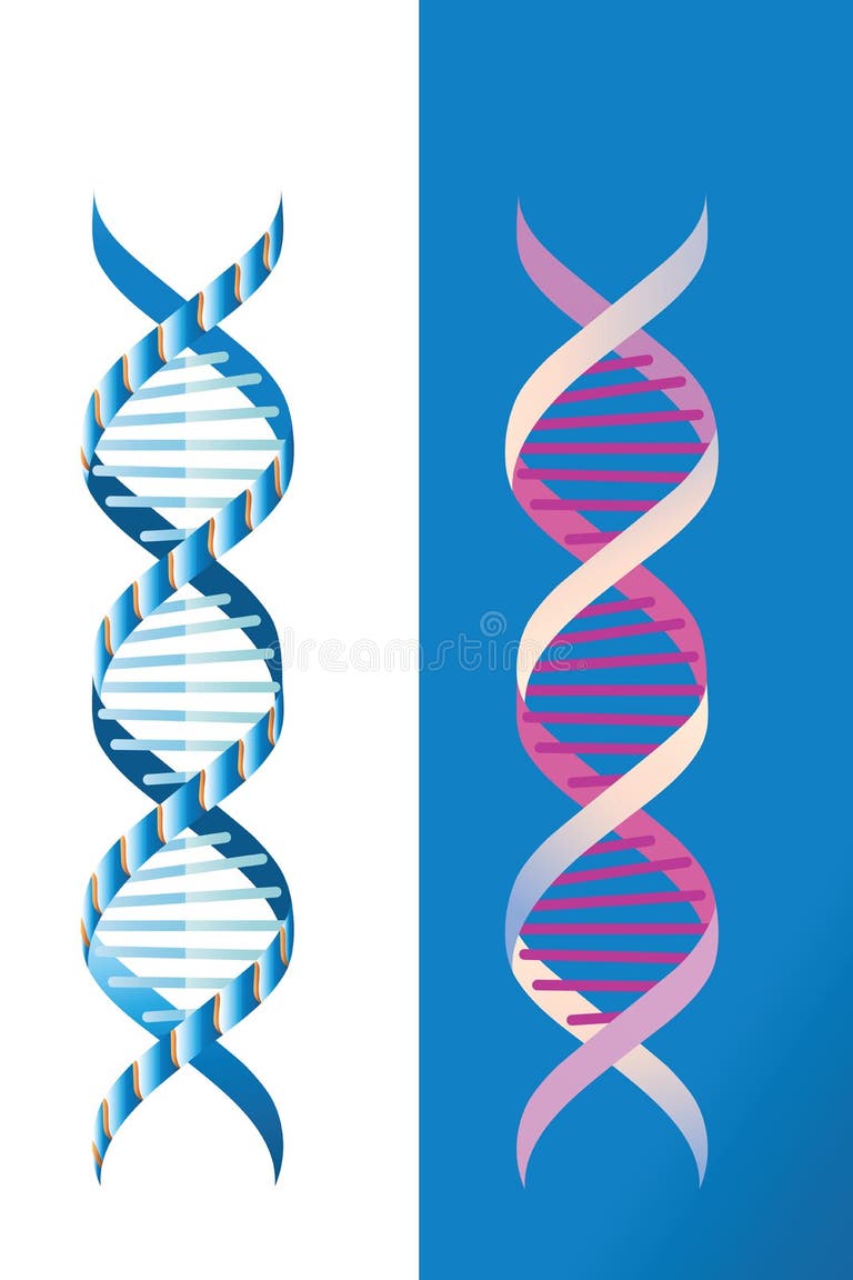 Dna Ladder Stock Illustrations – 995 Dna Ladder Stock Illustrations ...