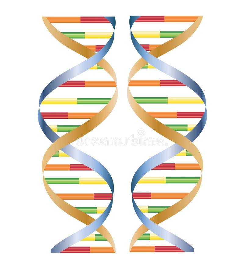 DNA helix stock vector. Illustration of helix, genomes - 5146199