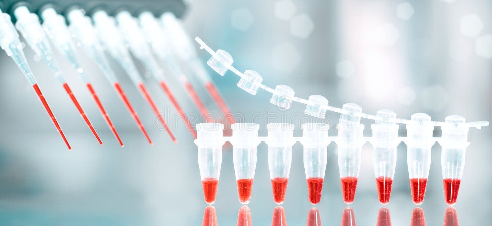 Polymerase Chain Reaction PCR and Agarose Gel Electrophoresis is a ...