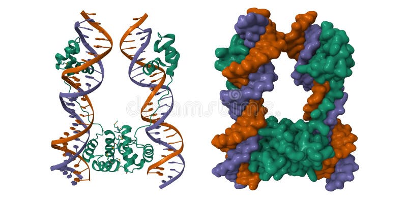 DNA-binding Domain of Human SETMAR in Complex with Hsmar1 Terminal ...