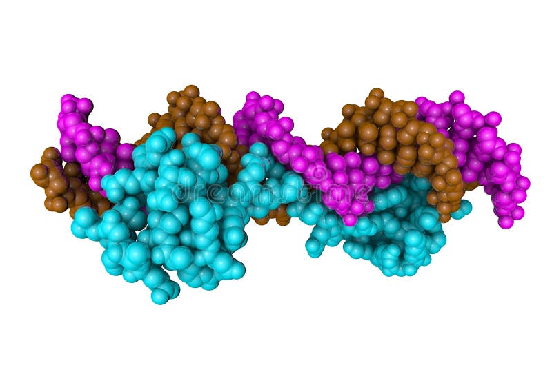 DNA-binding Domain of Human SETMAR in Complex with Hsmar1 Terminal ...