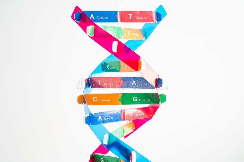 DNA or Deoxyribonucleic Acid is a Double Helix Chains Structure Formed ...