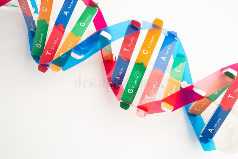 DNA or Deoxyribonucleic Acid is a Double Helix Chains Structure Formed ...