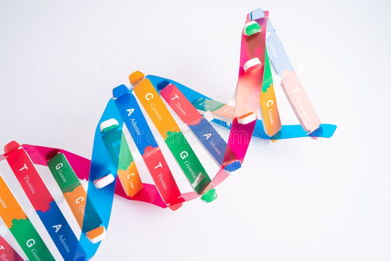 DNA or Deoxyribonucleic Acid is a Double Helix Chains Structure Formed ...