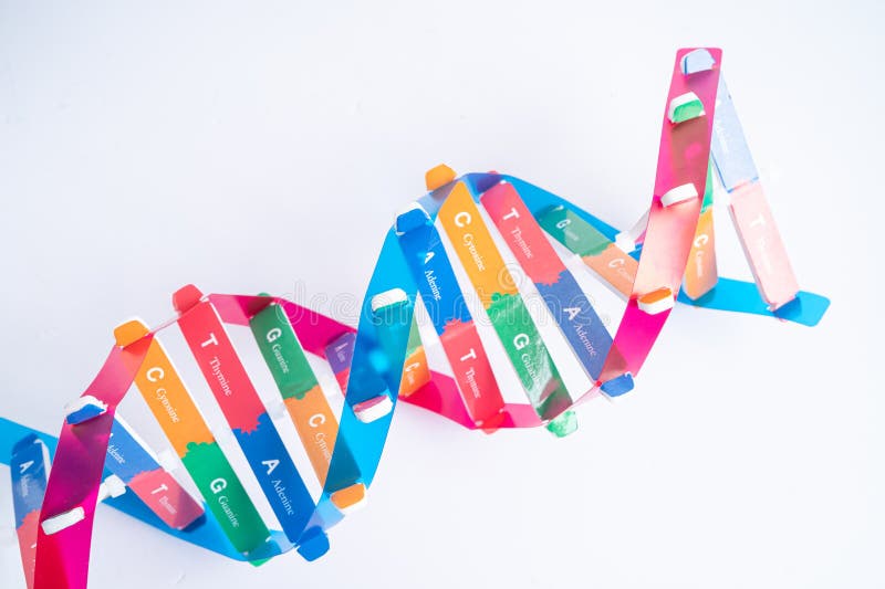 DNA or Deoxyribonucleic Acid is a Double Helix Chains Structure Formed ...