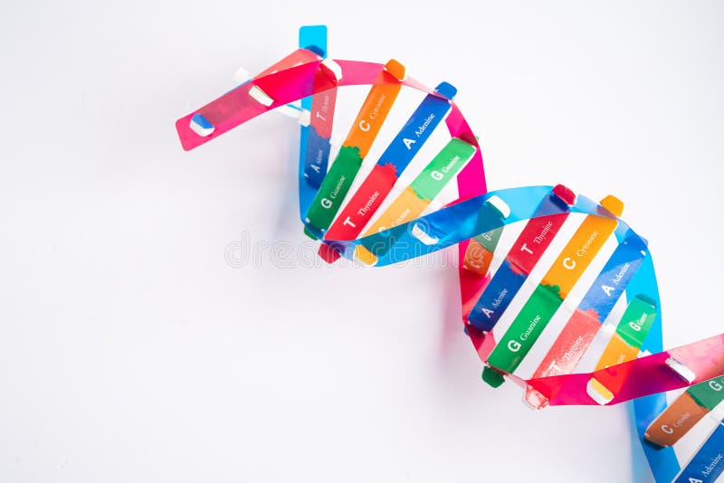 DNA or Deoxyribonucleic Acid is a Double Helix Chains Structure Formed ...