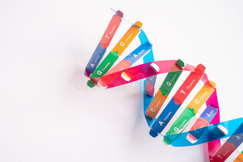 DNA or Deoxyribonucleic Acid is a Double Helix Chains Structure Formed ...