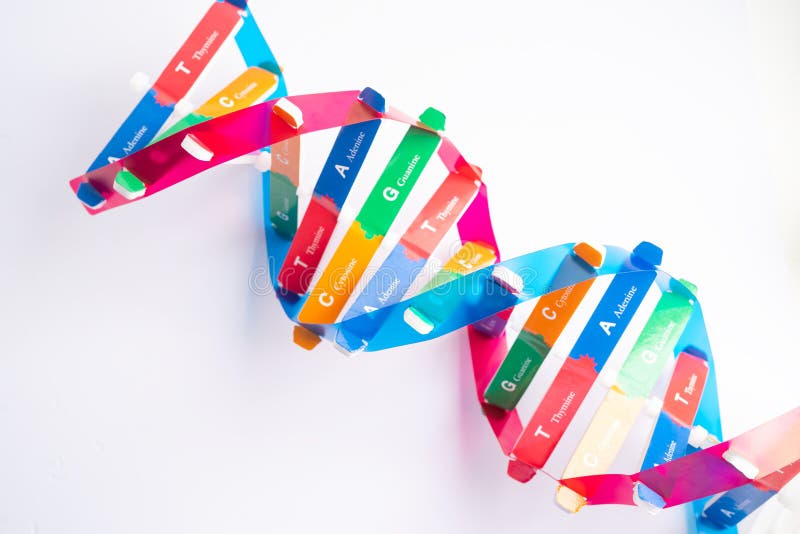 DNA or Deoxyribonucleic Acid is a Double Helix Chains Structure Formed ...