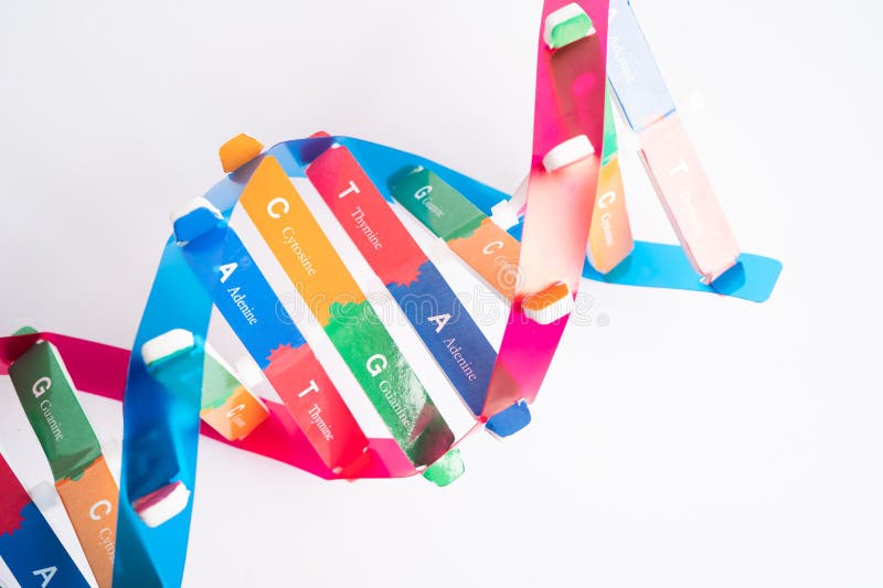 DNA or Deoxyribonucleic Acid is a Double Helix Chains Structure Formed ...