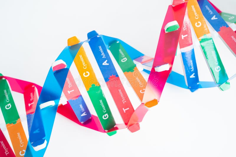 DNA or Deoxyribonucleic Acid is a Double Helix Chains Structure Formed ...