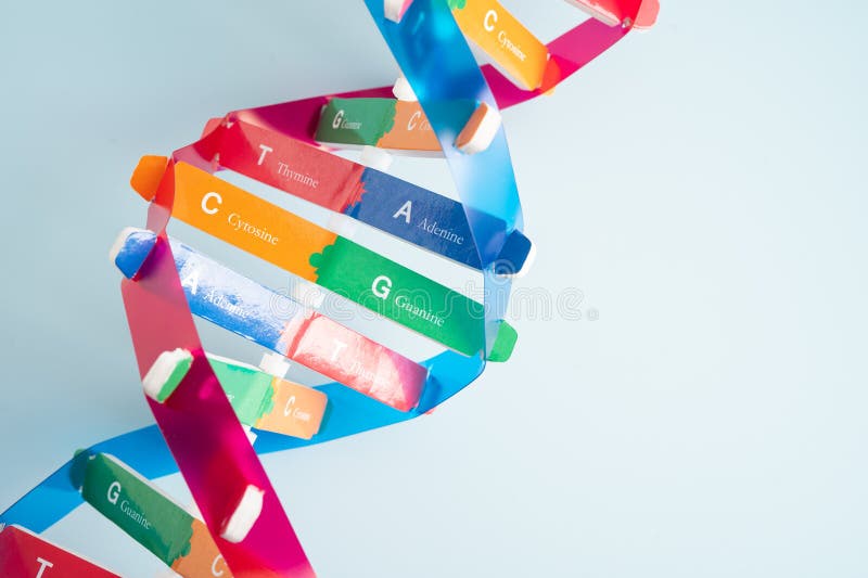 DNA or Deoxyribonucleic Acid is a Double Helix Chains Structure Formed ...