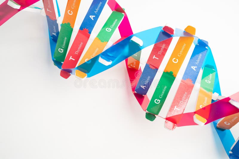 DNA or Deoxyribonucleic Acid is a Double Helix Chains Structure Formed ...