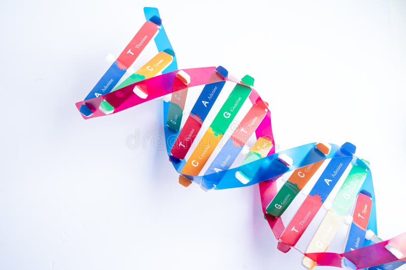 DNA or Deoxyribonucleic Acid is a Double Helix Chains Structure Formed ...