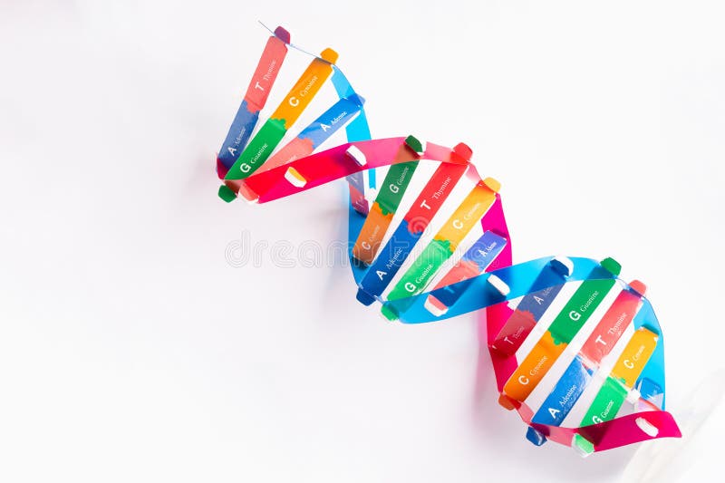 DNA or Deoxyribonucleic Acid is a Double Helix Chains Structure Formed ...