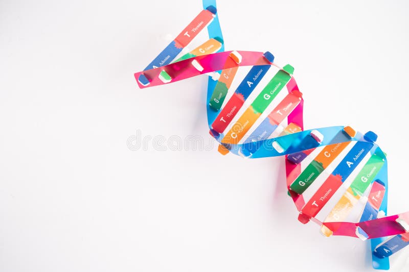 DNA or Deoxyribonucleic Acid is a Double Helix Chains Structure Formed ...