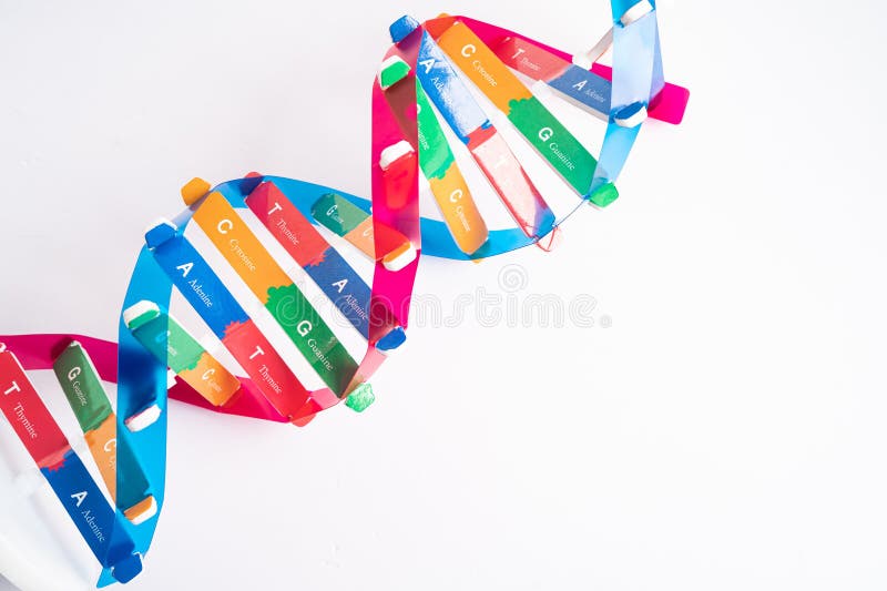 DNA or Deoxyribonucleic Acid is a Double Helix Chains Structure Formed ...