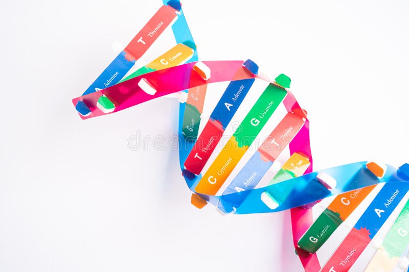 DNA or Deoxyribonucleic Acid is a Double Helix Chains Structure Formed ...