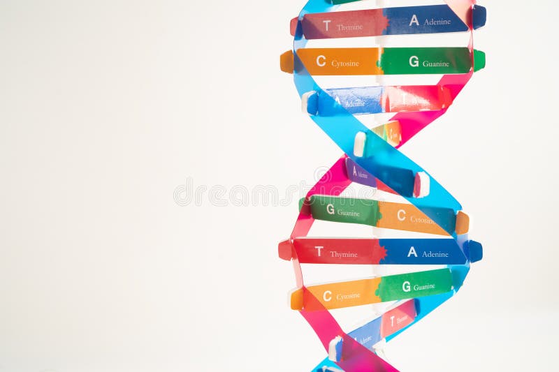 DNA or Deoxyribonucleic Acid is a Double Helix Chains Structure Formed ...