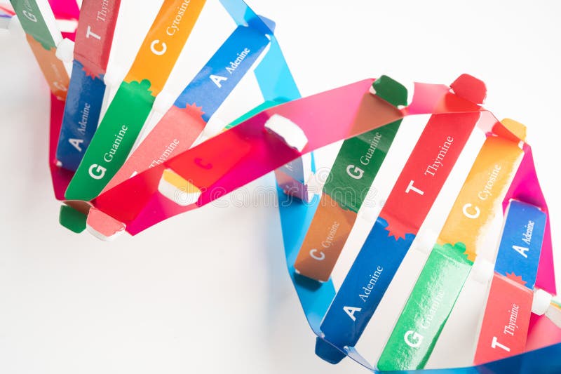 DNA or Deoxyribonucleic Acid is a Double Helix Chains Structure Formed ...