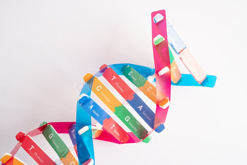 DNA or Deoxyribonucleic Acid is a Double Helix Chains Structure Formed ...