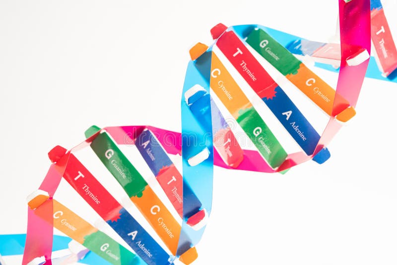 DNA or Deoxyribonucleic Acid is a Double Helix Chains Structure Formed ...