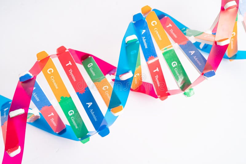 DNA or Deoxyribonucleic Acid is a Double Helix Chains Structure Formed ...