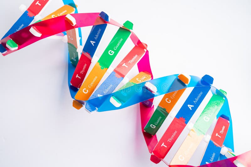 DNA or Deoxyribonucleic Acid is a Double Helix Chains Structure Formed ...