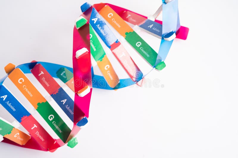 DNA or Deoxyribonucleic Acid is a Double Helix Chains Structure Formed ...