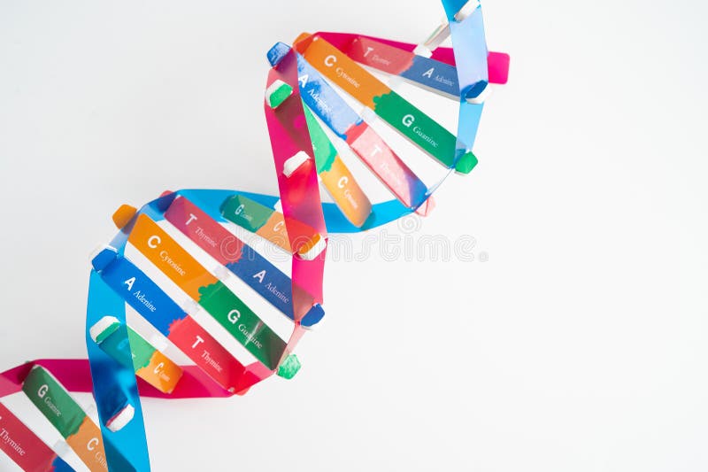 DNA or Deoxyribonucleic Acid is a Double Helix Chains Structure Formed ...